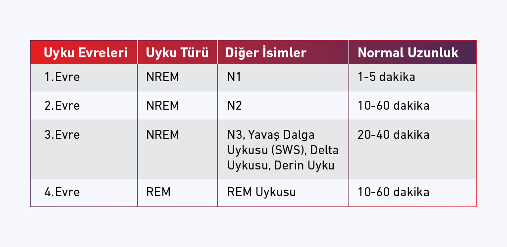 Uyku Döngüsü ve Uykunun Evreleri – B・SYNC®